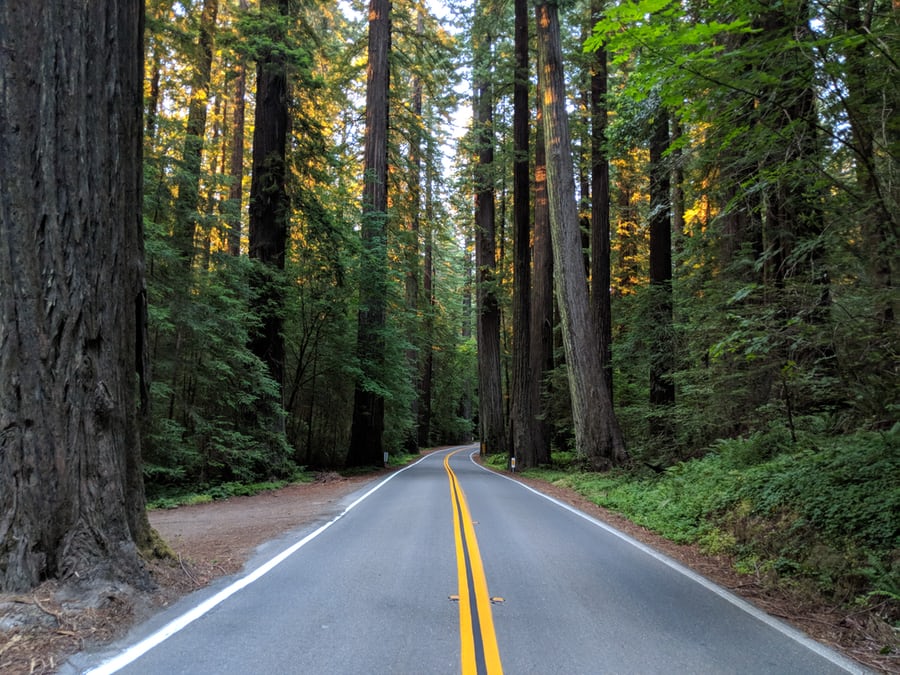 Redwood Parks of California’s Northern Coast – Free Range Life