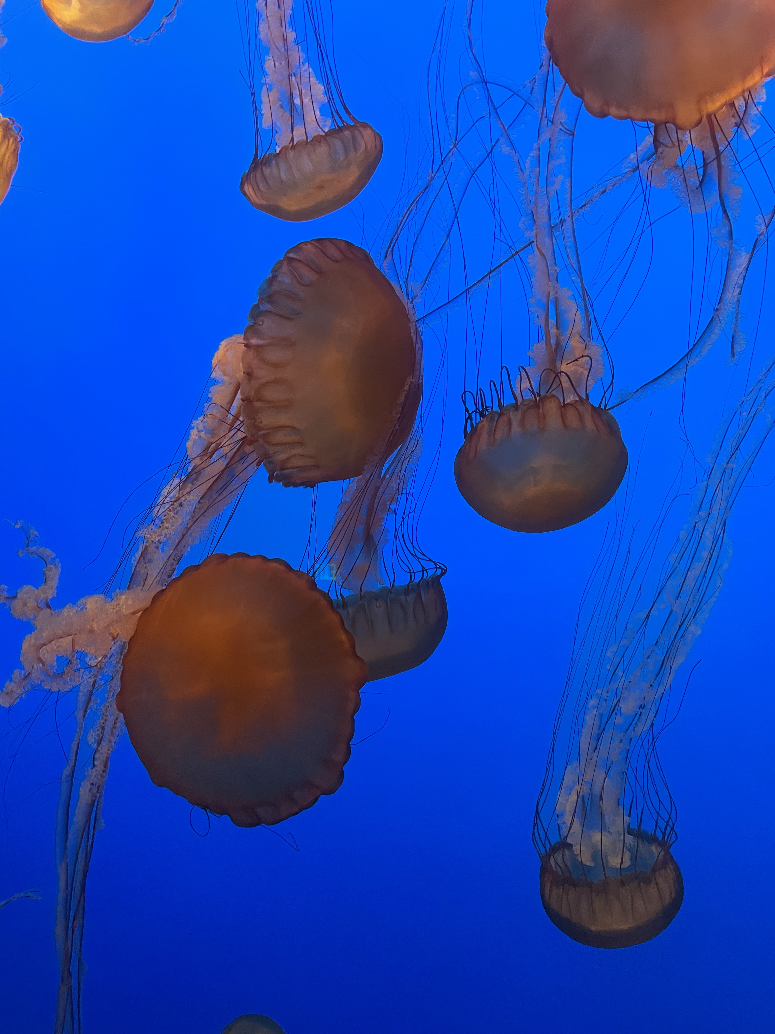 Monterey Road Trip: Awesome Beaches, Abundant Wildlife – Free Range Life