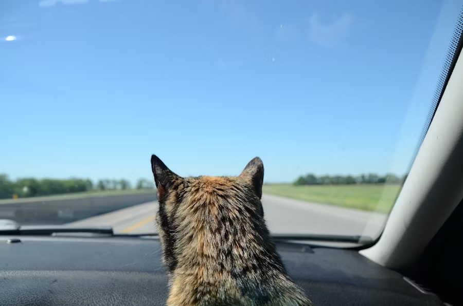 Road Trippers With Their Pets – Free Range Life